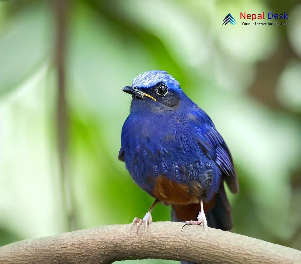 Large Niltava: Vibrant Flashes in the Himalayan Mist | Nepal Desk